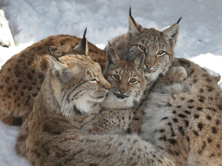 Why Innsbruck – The 76th EAAP Annual Meeting